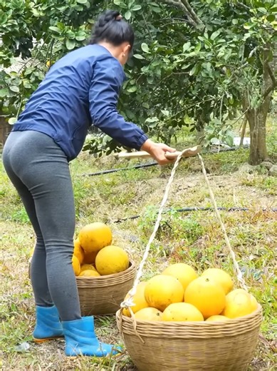 Harvest Big Bananas Go To Market Sell, Buy Ducklings To Raise Anh Free Bushcraft