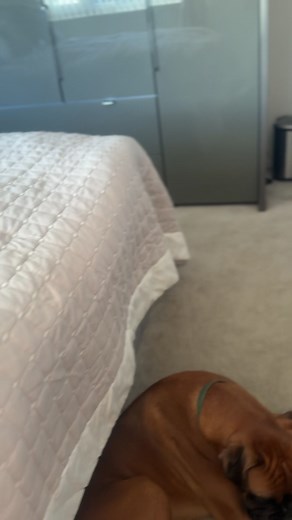 My morning workout | Erik Boxer Dog Henson