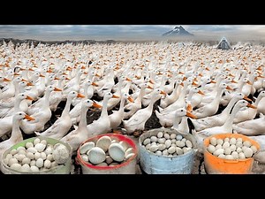 Duck - Duck Life Cycle - Raising Ducks from Baby to Adult.