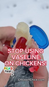 Vaseline is murder on cold skin! Vaseline on a chicken’s combs or wattles is neither warming, nor will it prevent frostbite! 👉In freezing temps, Vaseline also freezes; it feels unpleasant, painful on exposed tissue & does not prevent this COLD BURN! To prevent frostbite in backyard chickens: 👉Provide a clean, DRY, draft-free coop & fully cover chicken run. 👉Maintain clean, DRY litter. 👉Use droppings boards for quick, daily waste removal. 👉Keep drinking water & feed OUT OF THE COOP, in a pro
