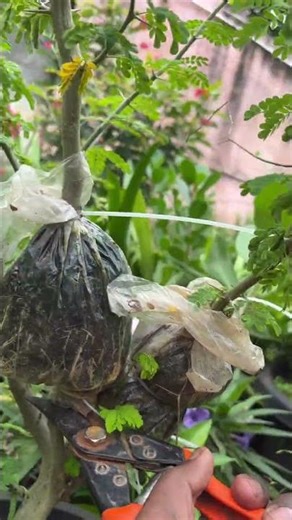 • “Airlayer achieved! From branch to new life—rooting perfection.”