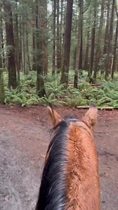 1K views · 55 reactions | Where the noise fades and the connection begins. At Glen Valley Stables, we ride with respect—for our horses, the land, and each other. Breathe deep, slow down, and reconnect with nature from the saddle. 懶 778-710-1941 www.glenvalleystables.com | Glen Valley Stables | Facebook