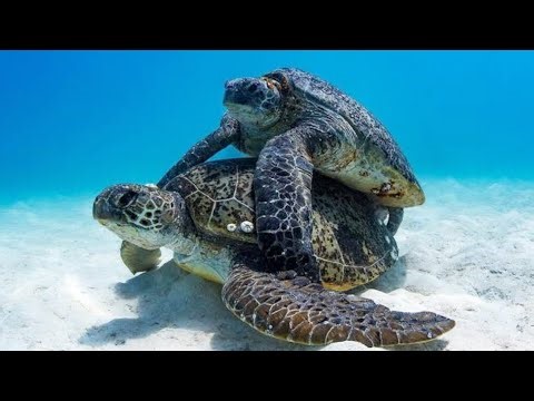 Sea Turtle Ancient Guardians of the Ocean Wildlife Documentary