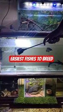 easiest fishes to breed at home if you are a beginner 🥰#trending #fish#aquariumfish #animals