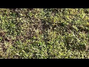 Loop on ground receive antenna buried.