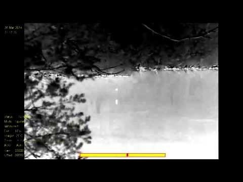 Rare footage of high-speed bats hunting for insects