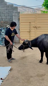 136K views · 4.1K reactions | #commando | Real Commando | Facebook