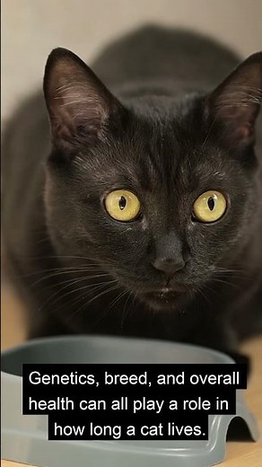 What is the average lifespan of a cat? 😼 How Long Do Cats Live? 🐈 #shorts