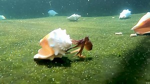 Aquaculture breeding for octopuses