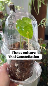 14K views · 69 reactions | My tissue culture Thai Con has been ready...