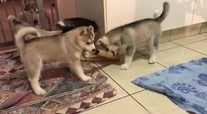 138K views · 3.2K shares | We love a good paper roll | Hairy Husky | Facebook