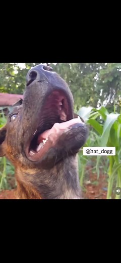 A mad gal #danantj #whotoblame @BUT WHO TO BLAME