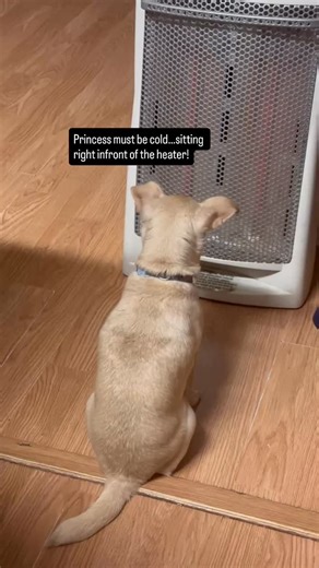 Our central heater is broken in the height of winter…we r using portable heaters! Even my Princess is feeling the cold! | Evelyn Chico