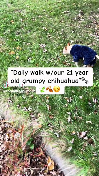 Episode 10| “Daily walks w/ our 21 year old Grumpy Chihuahua ” Aka StuckChuck 🕺🏽🐾 (Episode Summary) •”Chuck nevea gave a Fk”🥴 - - - - - - Link 🔗 to Fuzzy “True blue Onsie” 💙 in Bio under Amazon StoreFront! #dailywalks #dogsoftiktok #grumpydog #stuckchuck