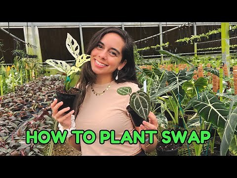 How to Plan a Plant Swap & Host a Local Plant Event | Tips & Tricks to Grow your Next Event