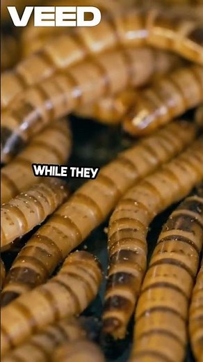 The Female Cockroach: Identification, Reproduction, and Life Cycle Secrets | #shorts #information