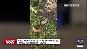 Video: Dead foxes and squirrels puzzle Millcreek neighborhood - KSLTV.com