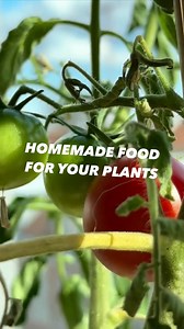 388K views · 10K reactions | Homemade food for your plants and garden.. 摒朗 . . . #lifehacks #diy #howto #kitchenhacks #recycle #upcycle #hacks #creativeexplained #gardening #plants #tipsandtricks | creative explained | Facebook