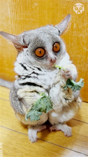 6K views · 79 reactions | These cute galagos will melt your heart Partner: galago_plum TT: https://www.tiktok.com/@galago_plum | Bored Panda Animals | Facebook