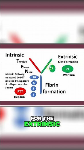 Extrinsic vs. Intrinsic Pathway: Clotting Explained Simply! #shorts