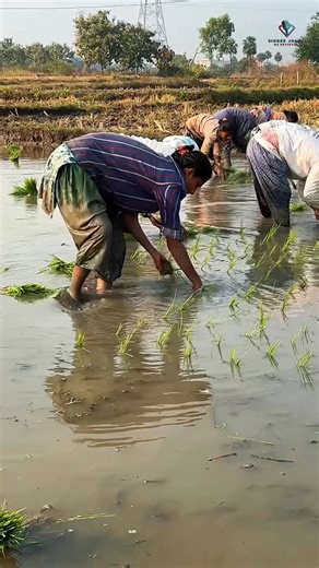 jhansi on Instagram: "మా పొలంలో పనికి వచ్చిన వాళ్ళతో కలిసి నేను కూడ నాటు వేస్తున్న.....🌾💚 . . . #singer_jhansi#farmerlife#trending"