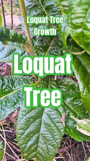 Loquat Tree Perfect Hardy Tropical Plant for Coastal Garden #loquat #plants #shorts