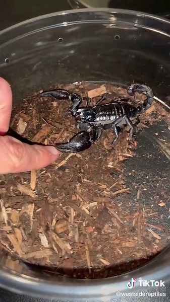 Can’t wait to see what he looks like under a ultra violet light 😫 #ZitHappens #newpet #forestscorpion #scorpion #arachnid #bugs #alien #yuh