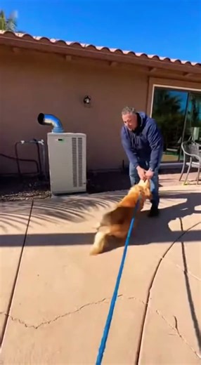 Golden Retriever Pulls Owner Away Seconds Before Pool Heater Explosion