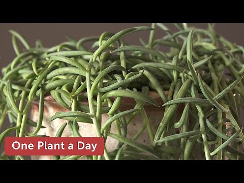 Curio radicans (String of bananas) Houseplant Care – 332 of 365