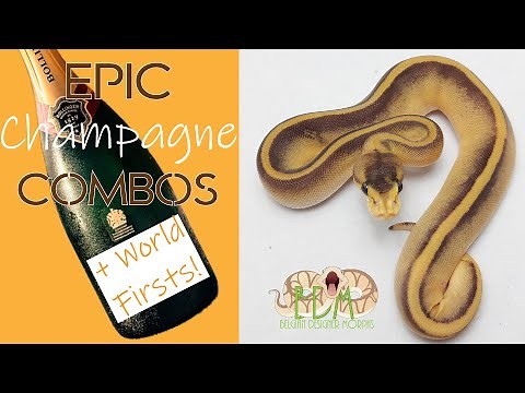 Epic Champagne Ball pythons (including some world firsts)!