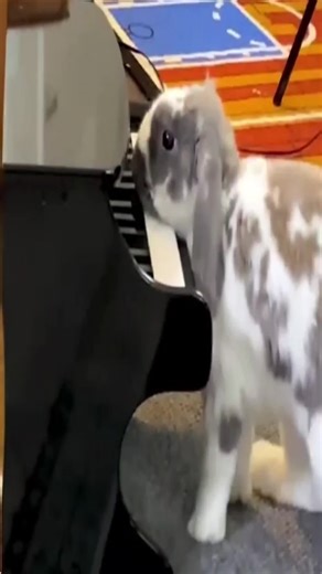 seapool - mu #mu #seapool #song #music #bunny #rabbit #piano #fyp