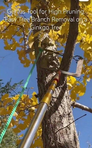pruning high branches • #GardeningTools• #TreePruning• #LimbRemover• #GinkgoTree• #AutumnColors•