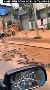 This happened in Yaounde . Weh ! Some fish farmer e fish pond overflow because of rain. All fish enter street . People comot with bucket for carry their own manna from heaven. The owner and e woman nobi dey house. This one na fish break nobi pris0n break 💔 Na millions don go so 🎥Lynno Lovert #nexdimempire | NexDim Empire