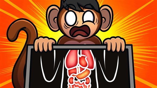 Are our organs really like a monkey's?🐒