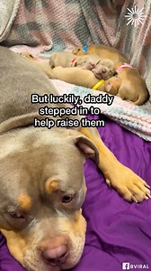 XL Bully steps up to raise his puppies after their mother passes away! 🐶🥹 | MetDaan Tips