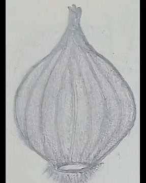 Want to Draw Realistic Onions? Watch This Easy Pencil Sketch Tutorial