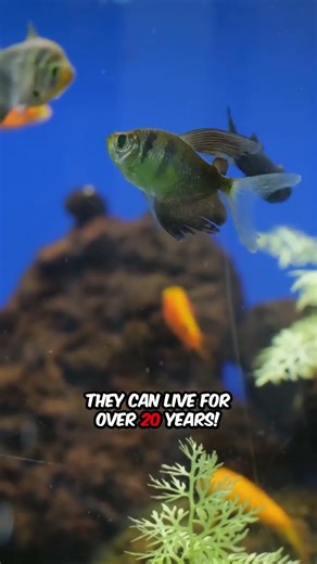 Amazing Goldfish Facts!