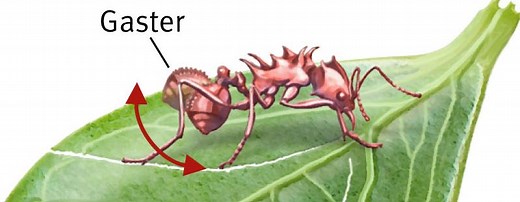 Morphological Adaptations