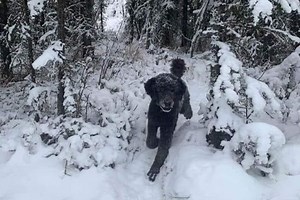 Do you see a man or a dog in this image? Here’s what your answer says about you