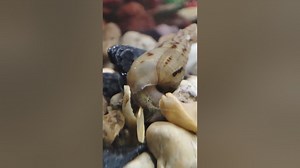 Can Snails Survive in Water?