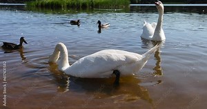 beautiful white swans on the lake in the spring, swans living in the park who are fed in the spring season