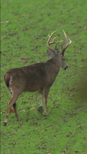 Generals gathered in their masses! #speakthelanguage #huntingseason #whitetail #deerseason