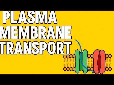 PLASMA MEMBRANE TRANSPORT MADE SUPER EASY IN 25 MINUTES//ACTIVE & PASSIVE TRANSPORT//Msc Zoology.