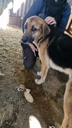 Kimm #sokostreuner #tierschutzverein #doglife #dogrescue #adoptdontshop #rescuedog