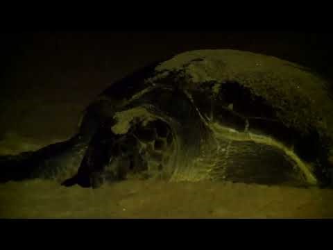 Save Turtles Before It’s Too Late 🐢 | Protect Our Oceans English Documentary 2