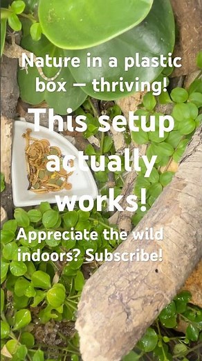 How 7 Geckos Made This Box Their Jungle
