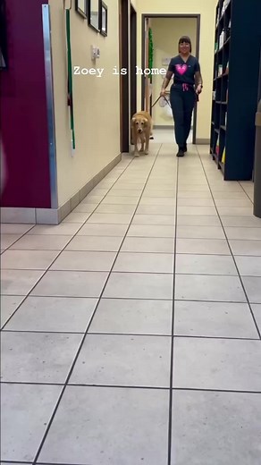 17K views · 2.1K reactions | Zoey’s tooth extraction went well. We...