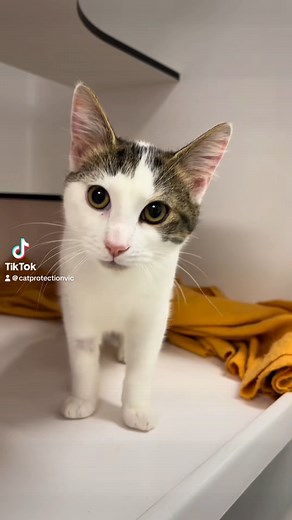 3.7K views · 78 reactions | Are you looking for a new feline friend...