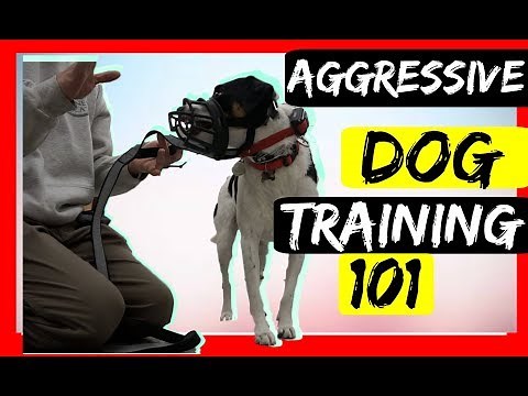 Stop Serious Dog Aggression with an Ecollar - Dog aggression Ecollar correction tutorial!