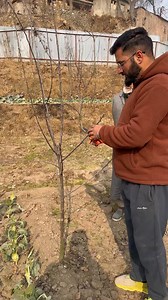 Best training system for your MM111 plants - Vertical Axis Training System✅ | The Garden Guardians